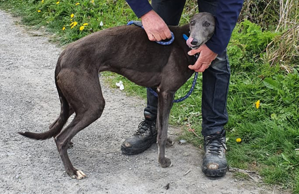 Ray – Greyhound Forever e.V.