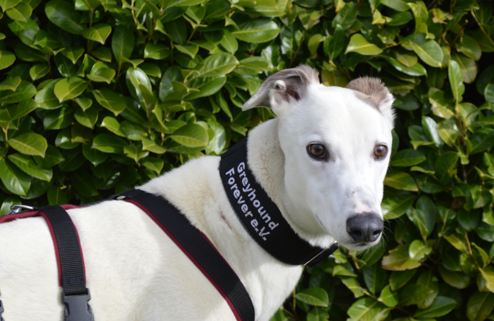 Magic – Greyhound Forever e.V.