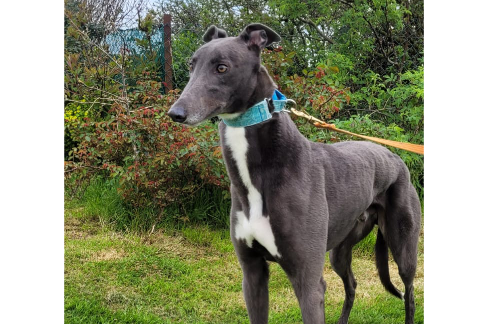 Magic – Greyhound Forever e.V.