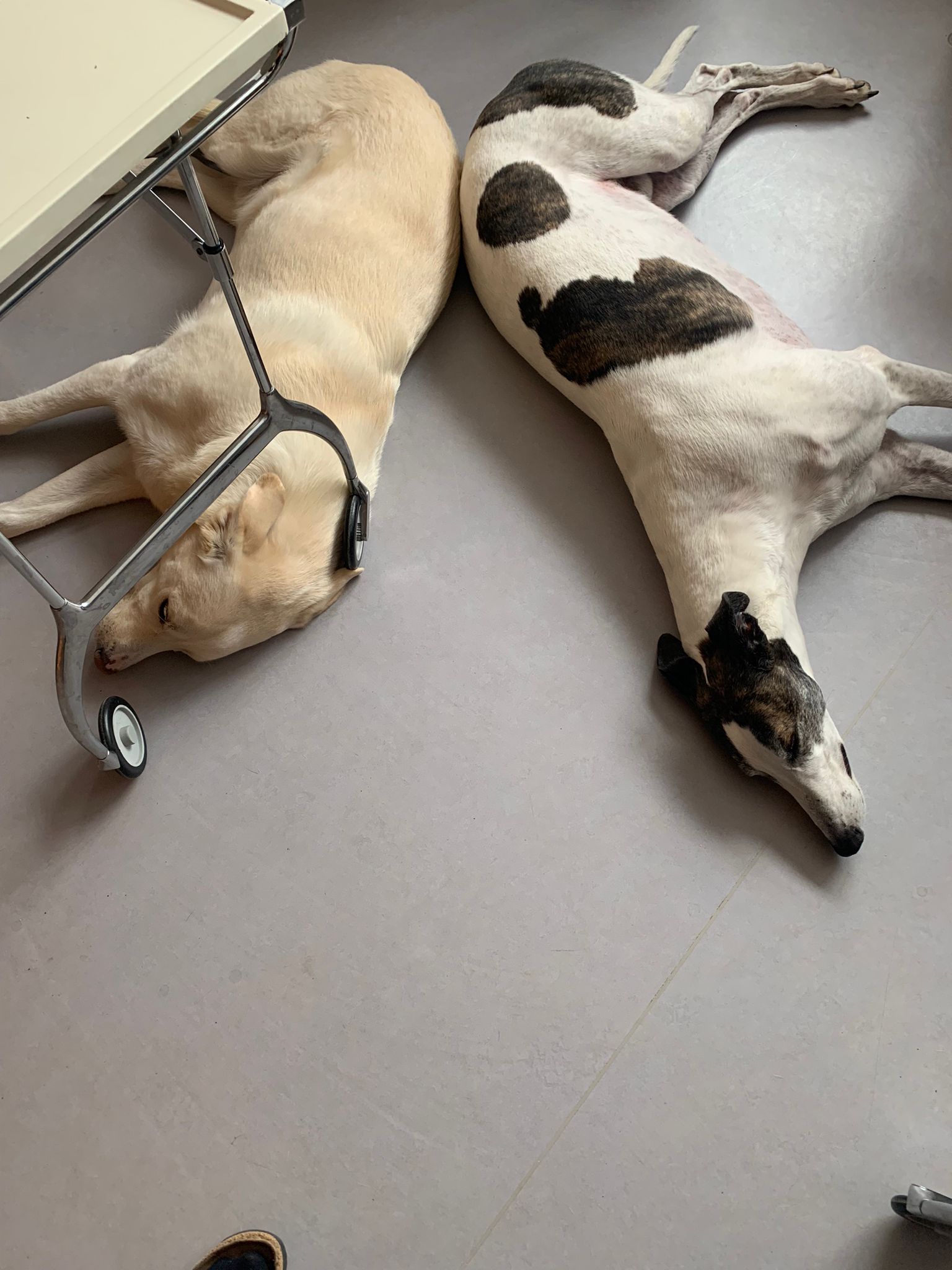 Greyhound Forever e.V.