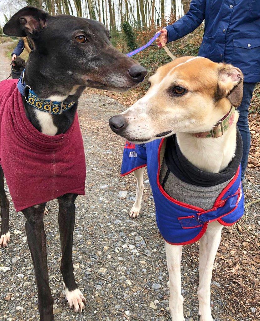 Greyhound Forever e.V.