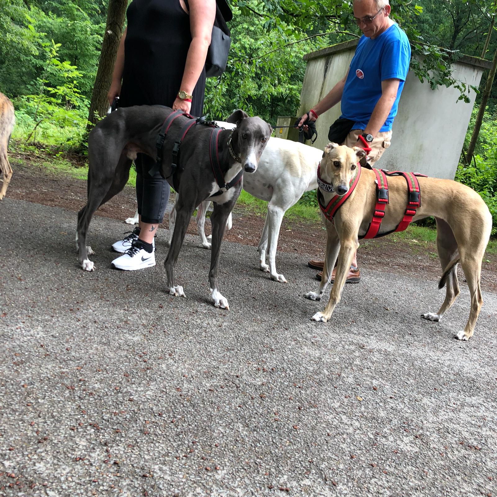 Greyhound Forever e.V.