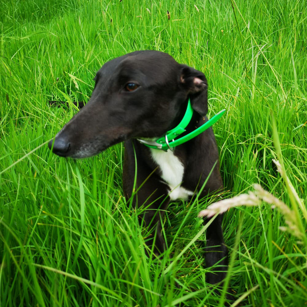 Mel – Greyhound Forever e.V.