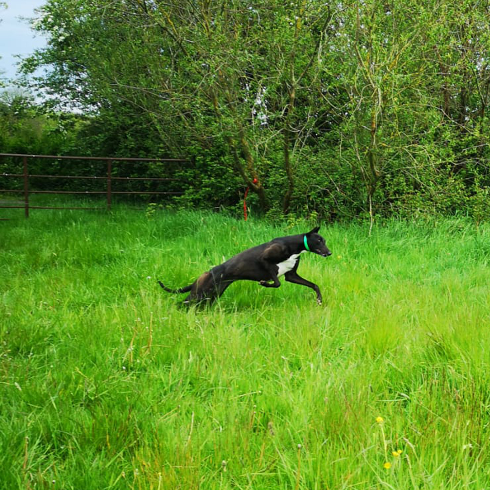 Mel – Greyhound Forever e.V.