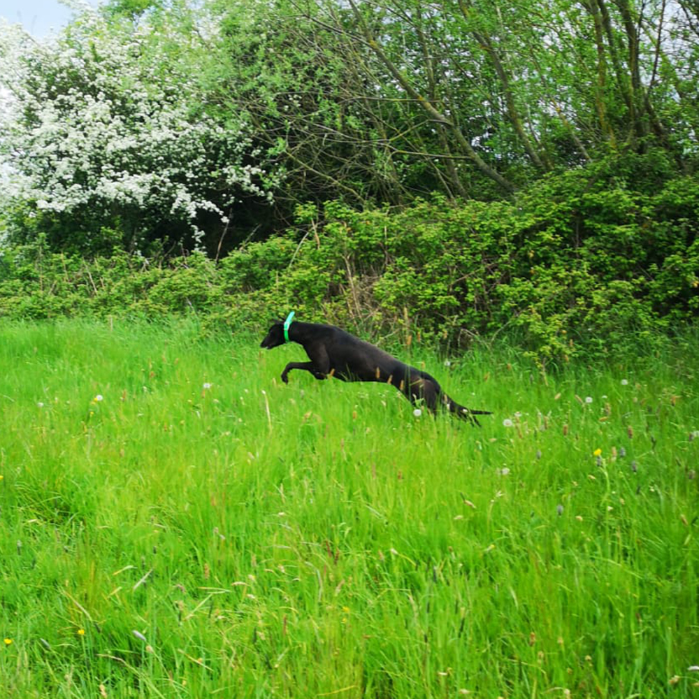 Mel – Greyhound Forever e.V.