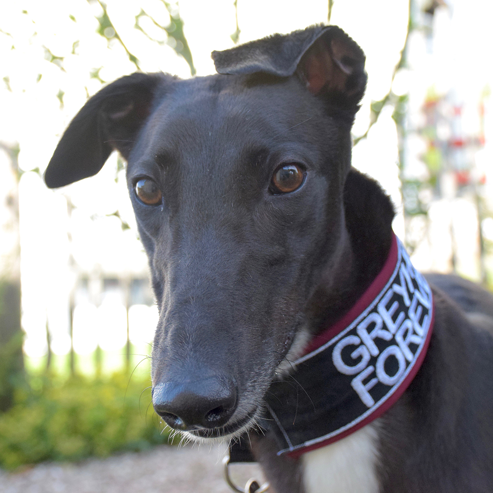 Mel – Greyhound Forever e.V.
