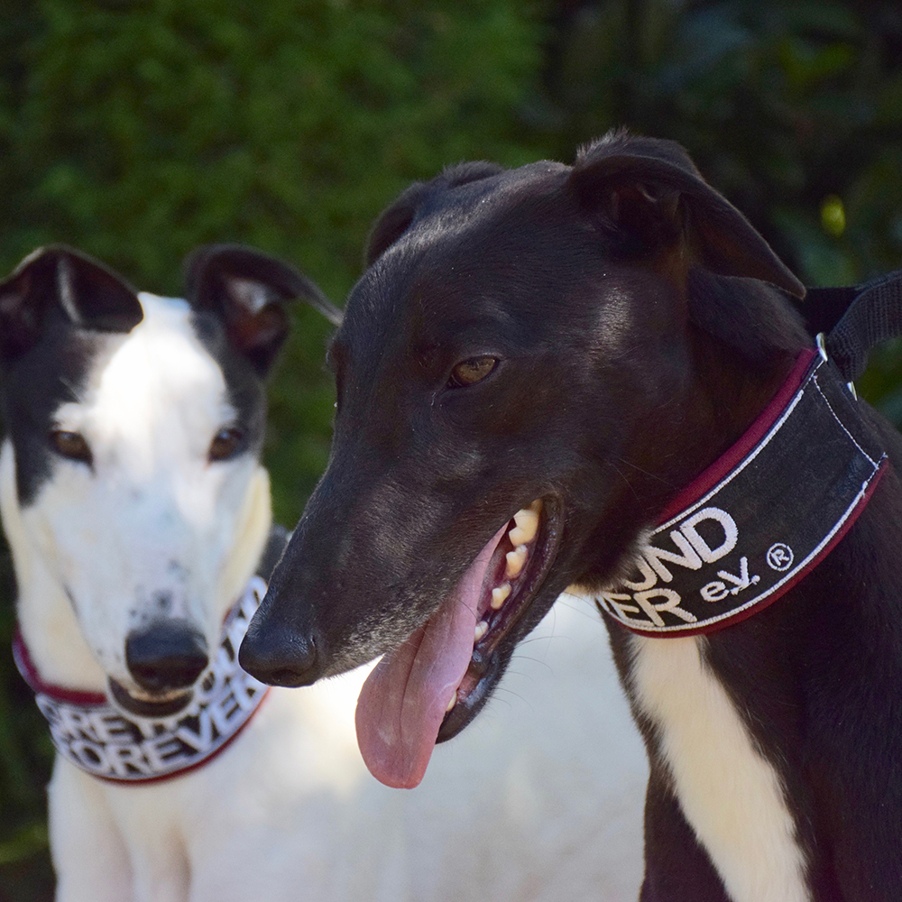 Mel – Greyhound Forever e.V.