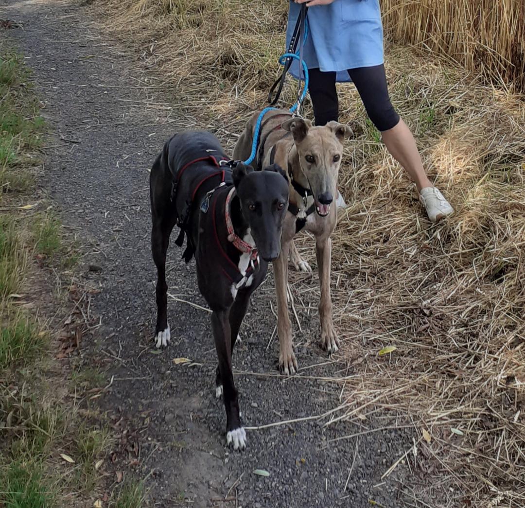 Greyhound Forever e.V.