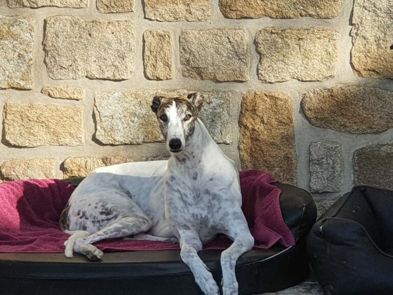 Greyhound Forever e.V.